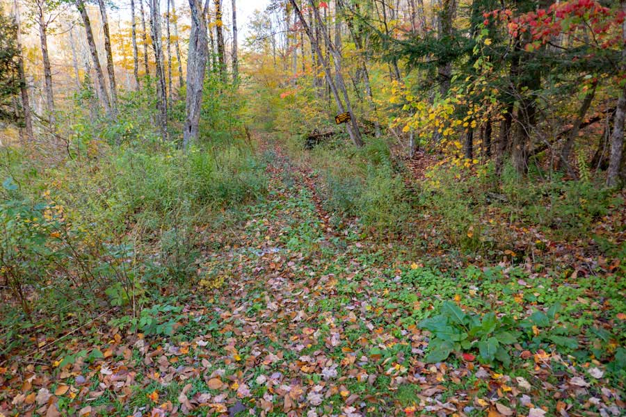 Hike to Little Spring Brook Trail
