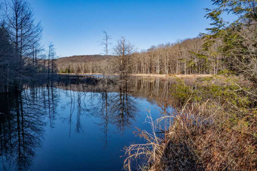 Hiking at Morton Hill Swamp