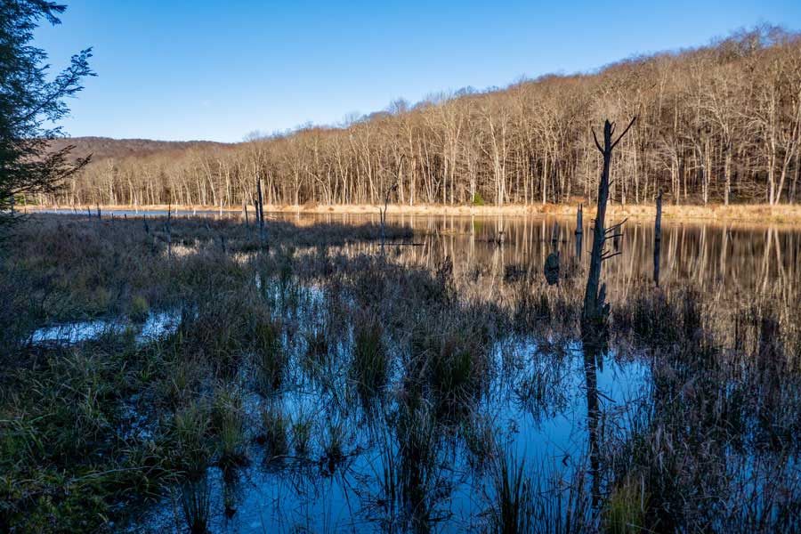Hiking at Morton Hill Swamp